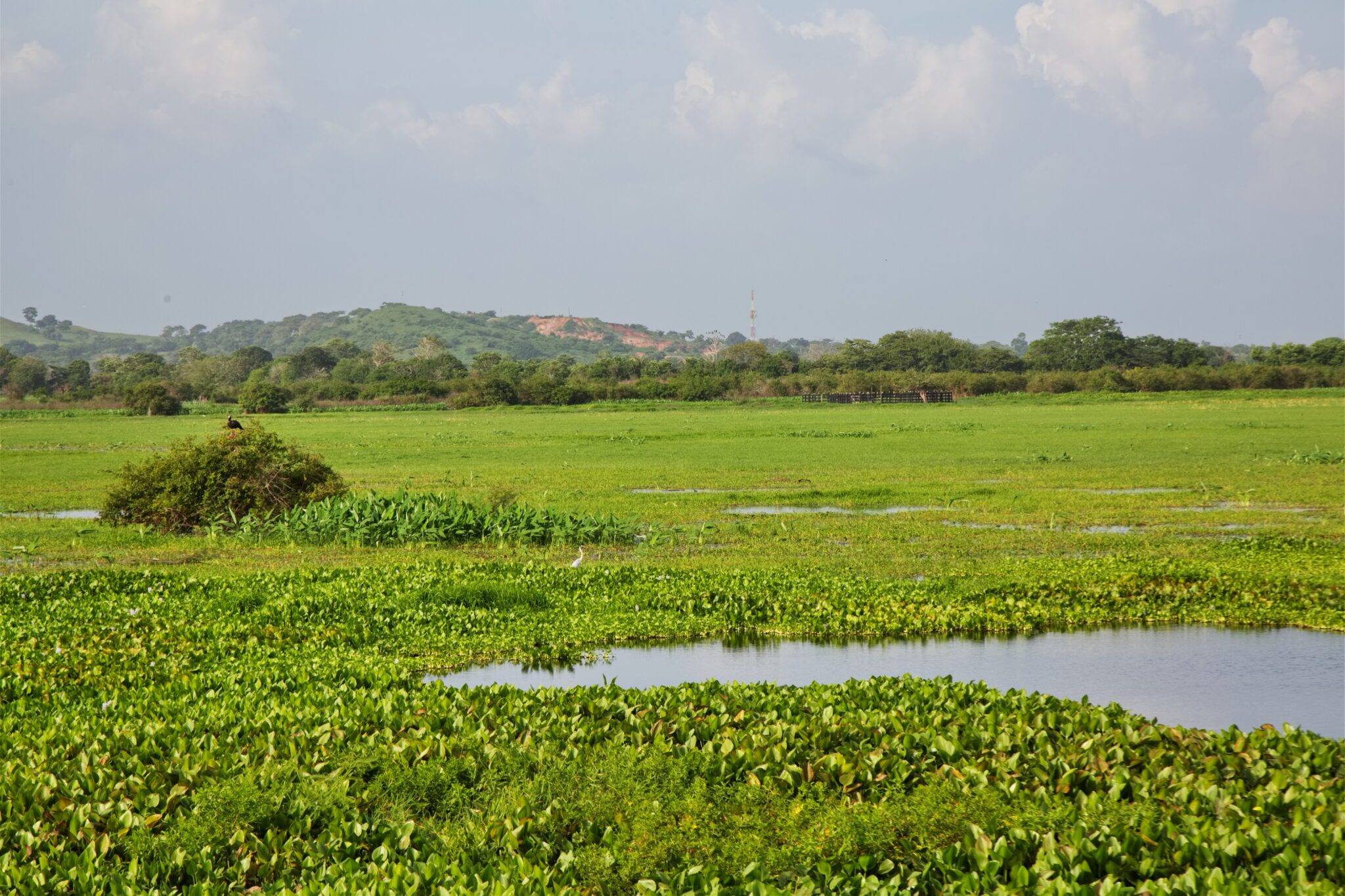 Ciénaga Grande del Bajo Sinú – somospatrimonio.org